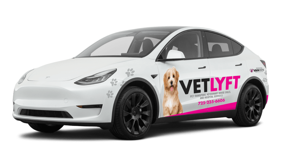 Stress-Free Pet VIP Transport | VETLYFT by VANVETS